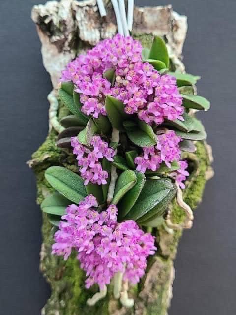 เอื้องจิ๋วมณีรัตนา | ENNXO