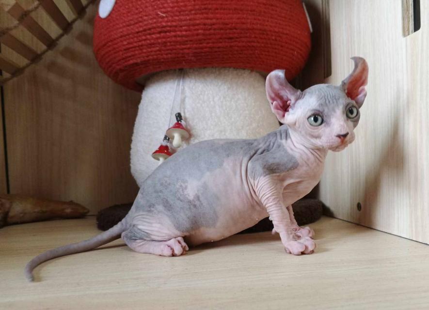 28.แมวเอลฟ์/เพศเมีย หาบ้าน Elf Cat/Female looking for a new home | ENNXO