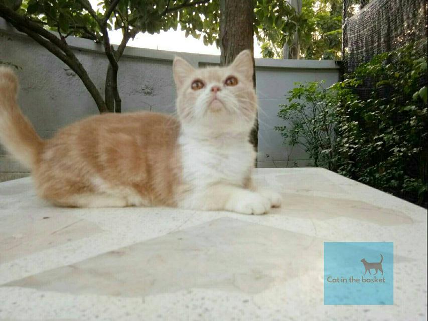 แมวมันช์กิ้น(Munchkin Cat) | ENNXO