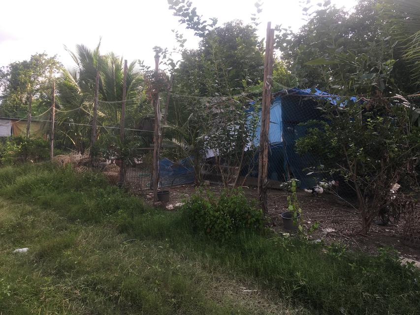 ขายที่ดินเปล่า 249 ตรว ในซอยจรัญ35 ตัดราชพฤกษ์ | ENNXO