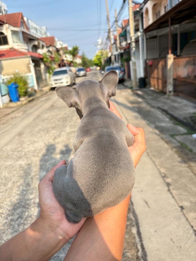 เฟรนบลูด็อก French Bulldog | ENNXO