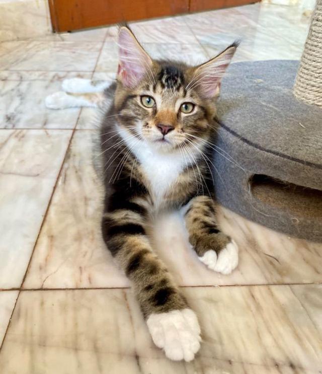 แมว Main coon | ENNXO