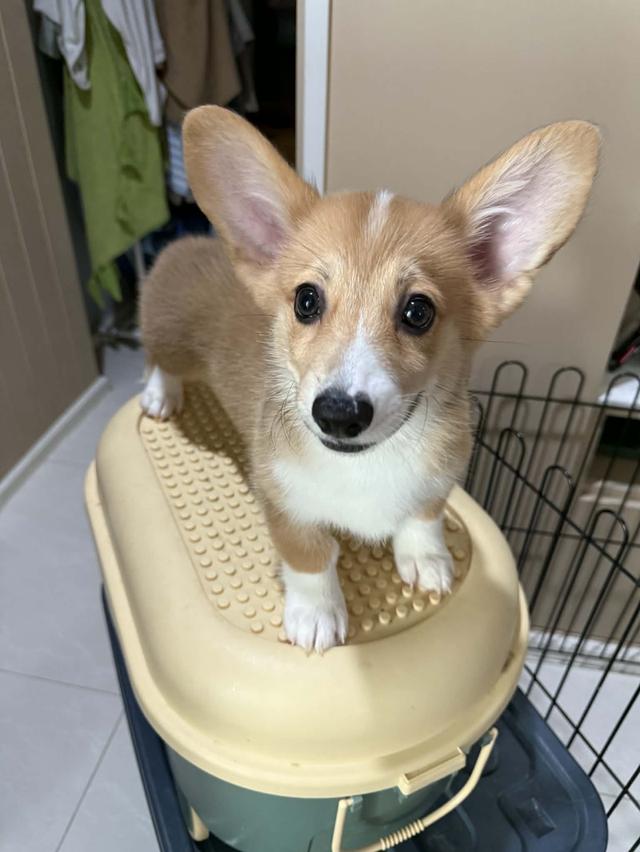 corgi male 3 month with long tail #3 | ENNXO