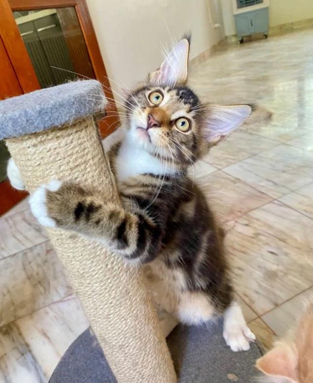 แมว Main coon | ENNXO