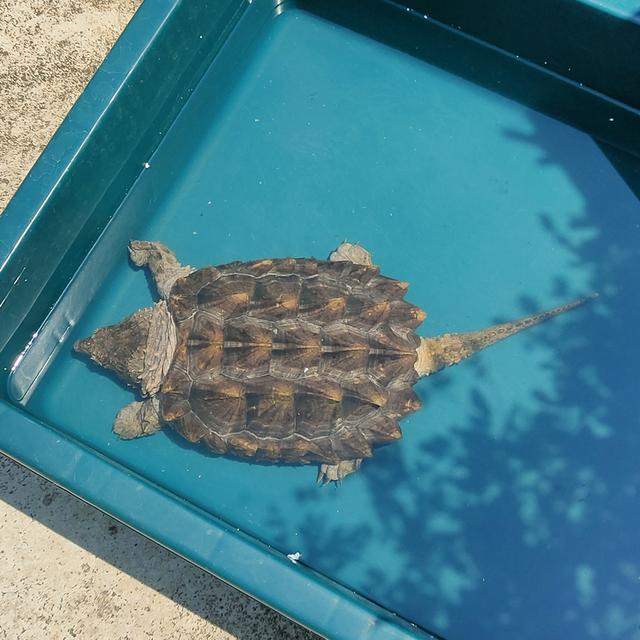 Alligator Snapping | ENNXO