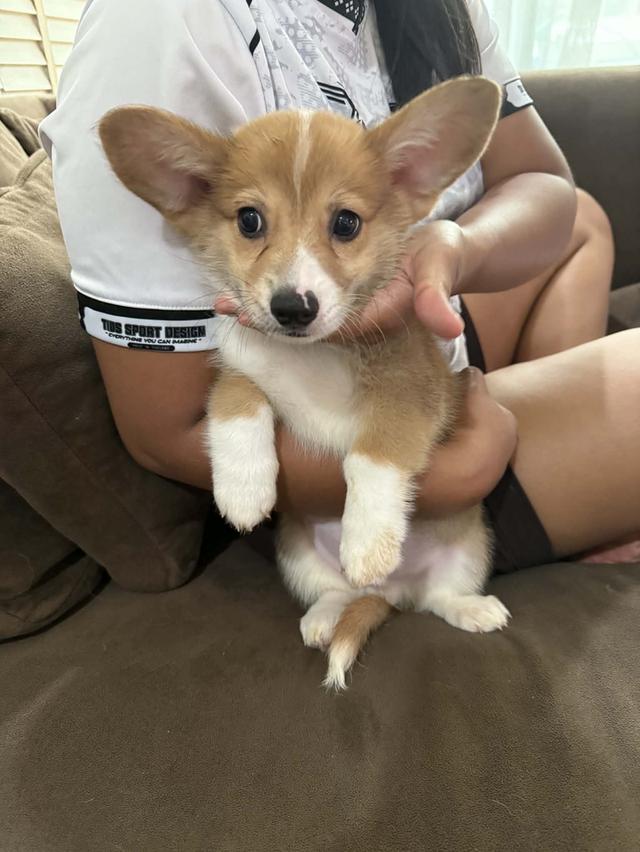 corgi male 3 month with long tail #3 | ENNXO
