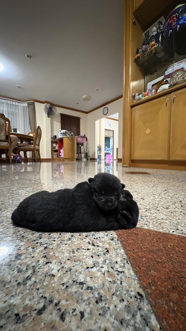 สุนัข ชิบะ สีดำ 2สาวน้อย | ENNXO