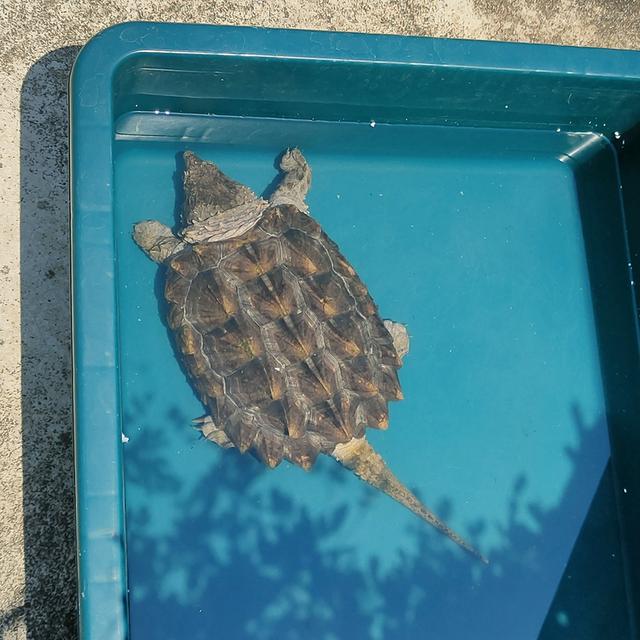 Alligator Snapping | ENNXO