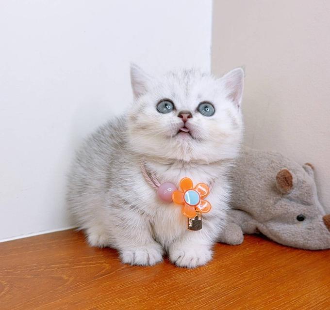 Munchkin(ผู้หญิง) | ENNXO